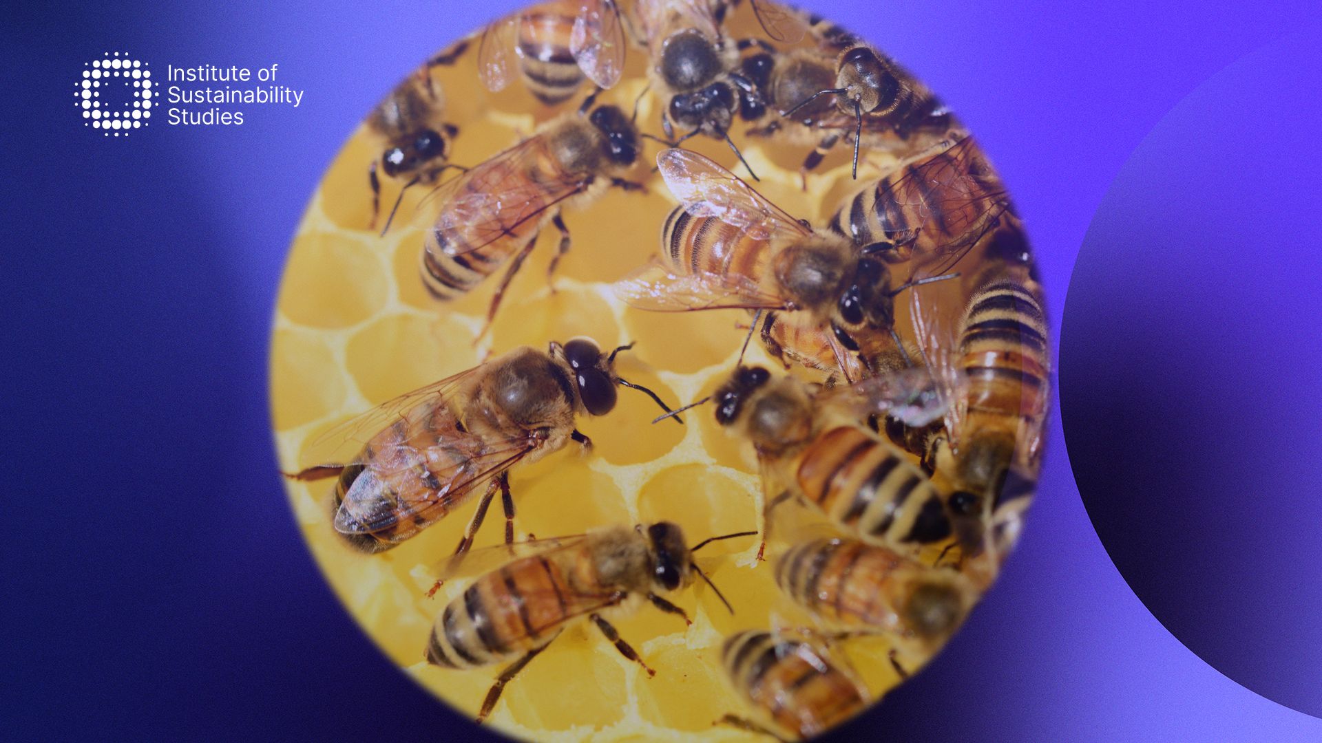 How companies can support bee conservation and biodiversity